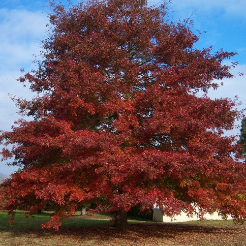Deciduous Trees – Kenosha County Planning & Development
