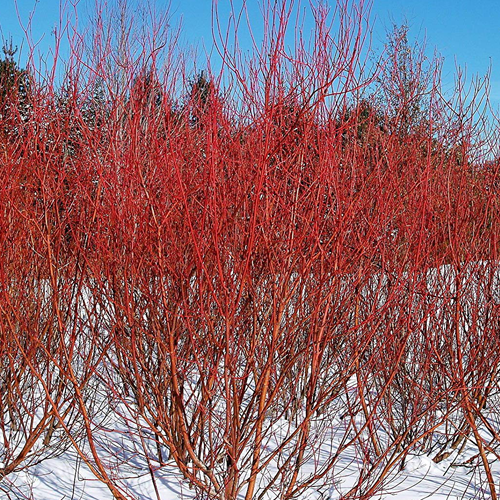 Red Osier Dogwood Bundle Of 25 Kenosha County Planning Development